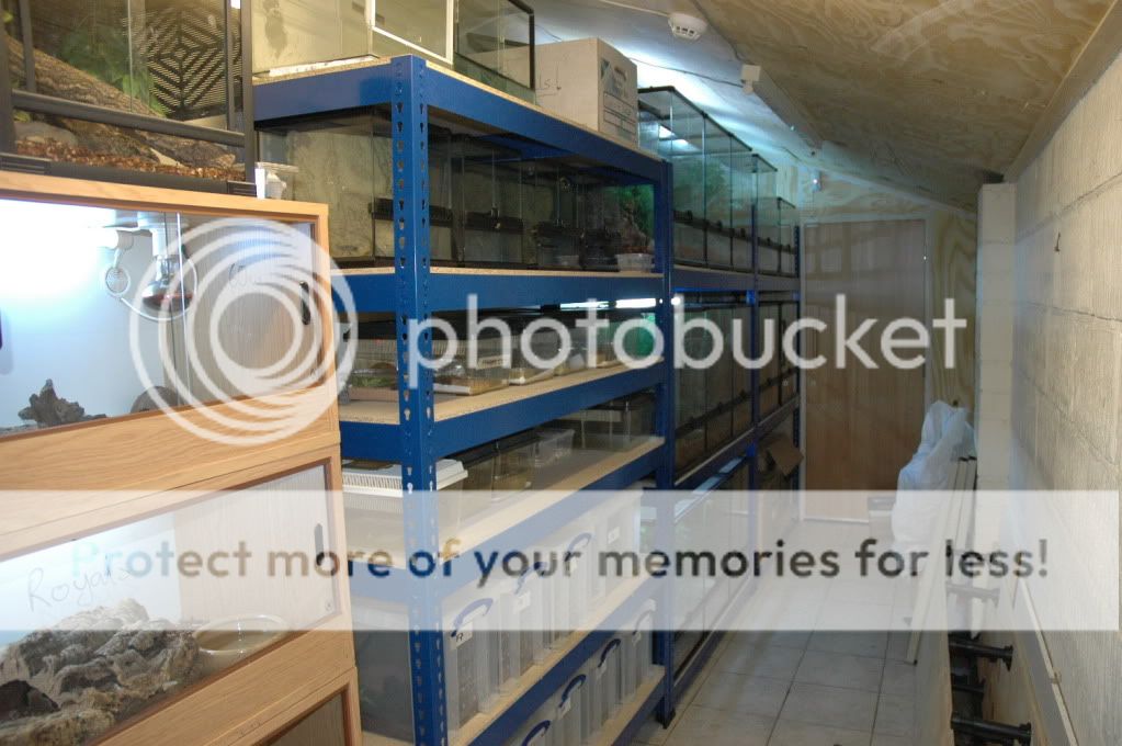 Global Geckos Breeding Facility | Reptile Forums